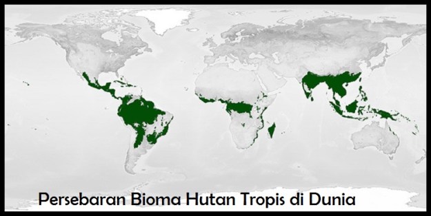BIOMA HUTAN BASAH (Hutan Hujan Tropis) | Guru Geografi MAN 1 ...