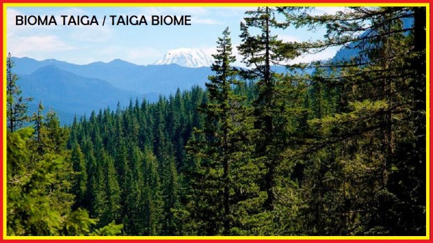 BIOMA TAIGA (Coniferus) | Guru Geografi MAN 1 Gunungkidul DIY