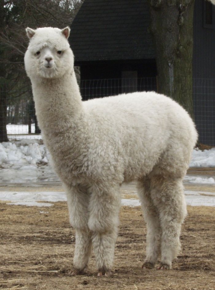 FAUNA NEOTROPIK – Guru Geografi MAN 1 Gunungkidul DIY