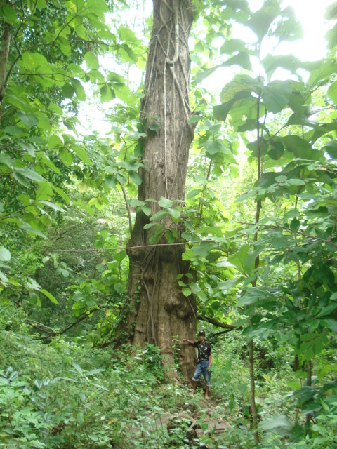 FLORA JAWA BALI | Guru Geografi MAN 1 Gunungkidul DIY