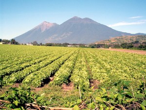 Persebaran Jenis Tanah di Indonesia dan Pemanfaatannya – Guru Geografi ...